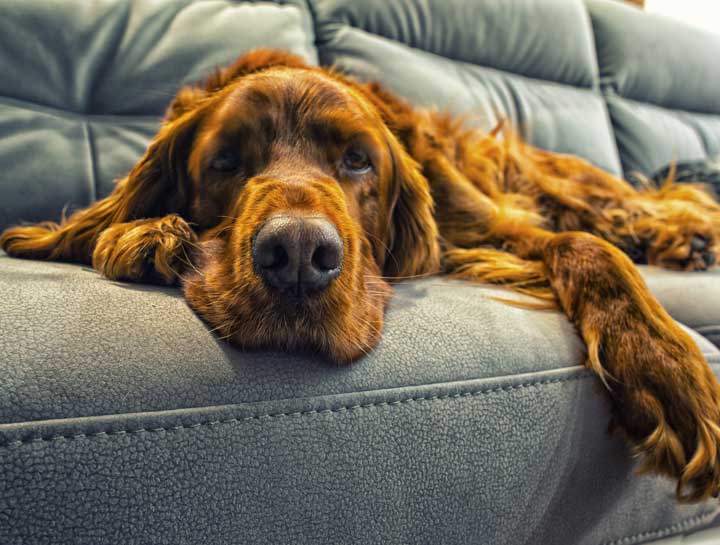 What is Ataxia in Dogs? | Round Lake Animal Hospital